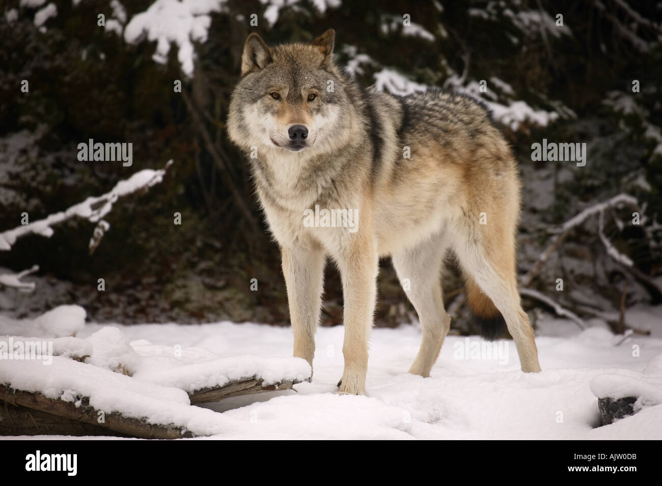Male leader pack alpha wolf -Fotos und -Bildmaterial in hoher Auflösung ...