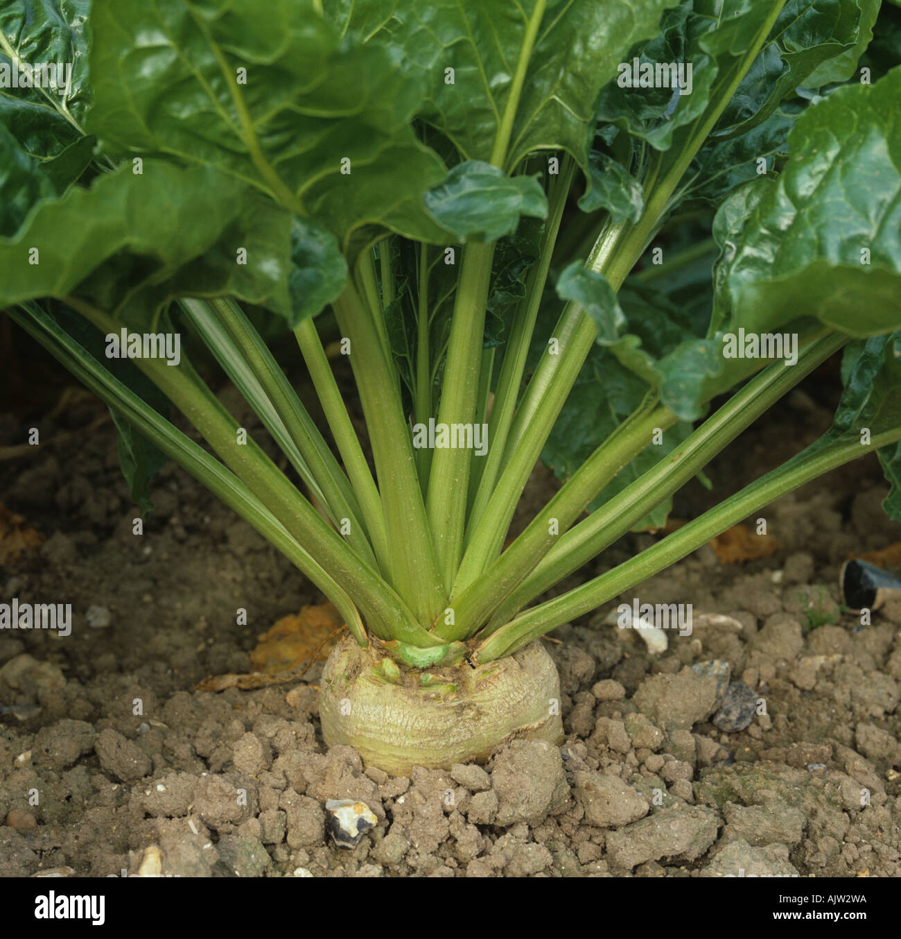 Sugar Beet Root Crop In Stockfotos und -bilder Kaufen - Alamy