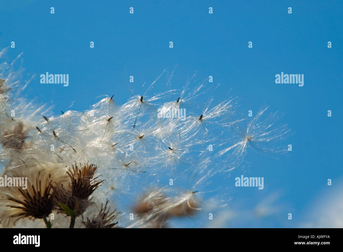 Schwebende distelsamen -Fotos und -Bildmaterial in hoher Auflösung – Alamy