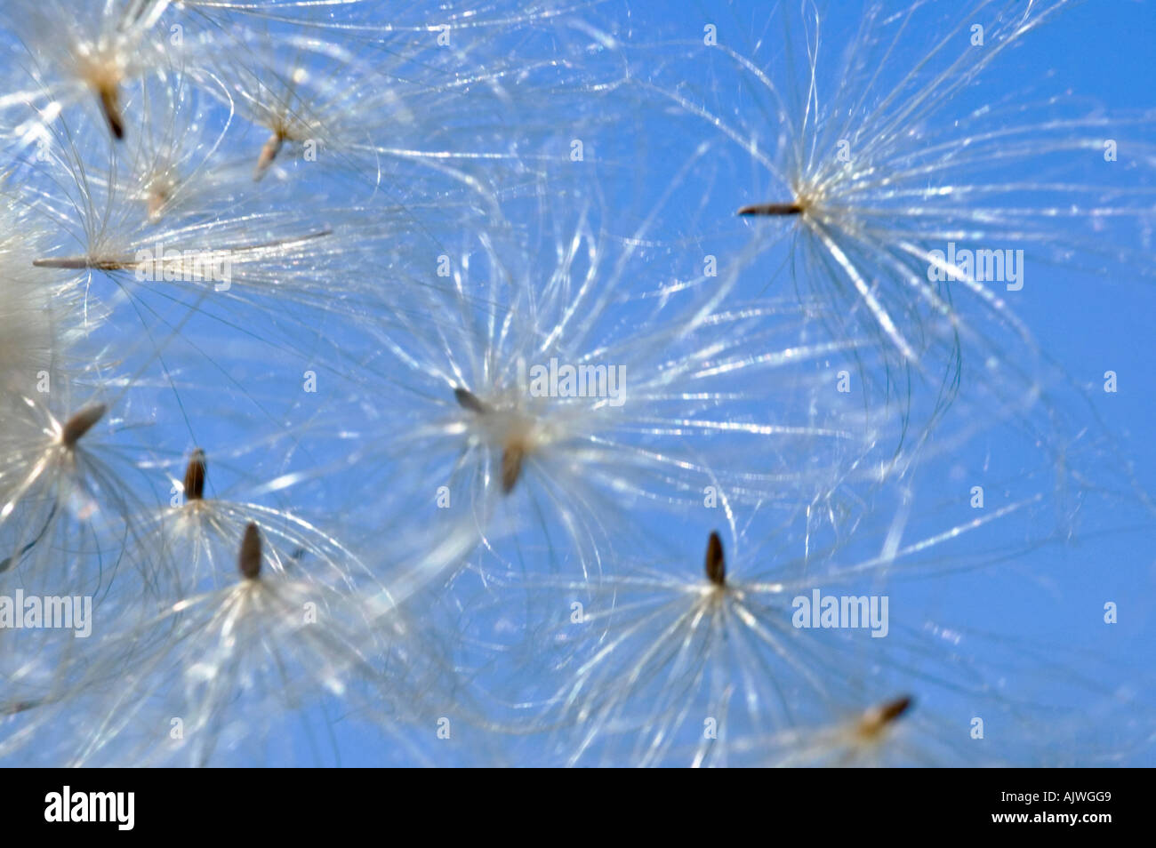 Schwebende distelsamen -Fotos und -Bildmaterial in hoher Auflösung – Alamy