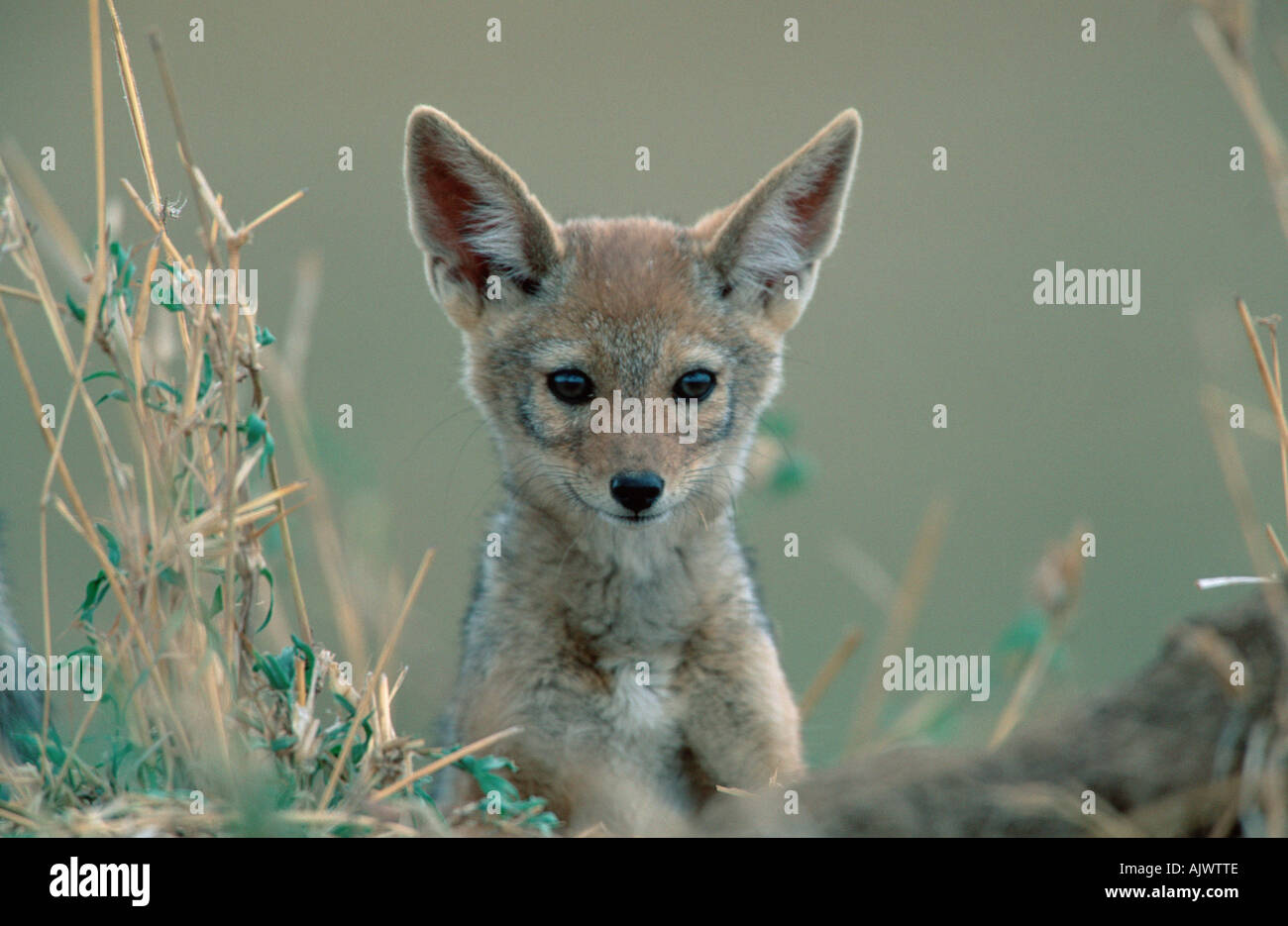 Der schakal -Fotos und -Bildmaterial in hoher Auflösung – Alamy
