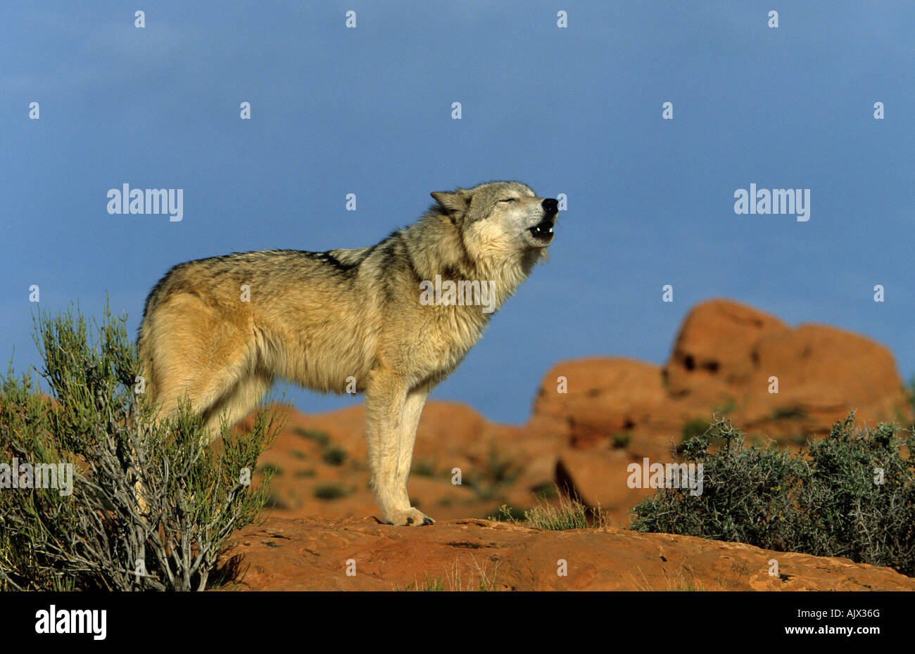 Heulende wolf -Fotos und -Bildmaterial in hoher Auflösung – Alamy