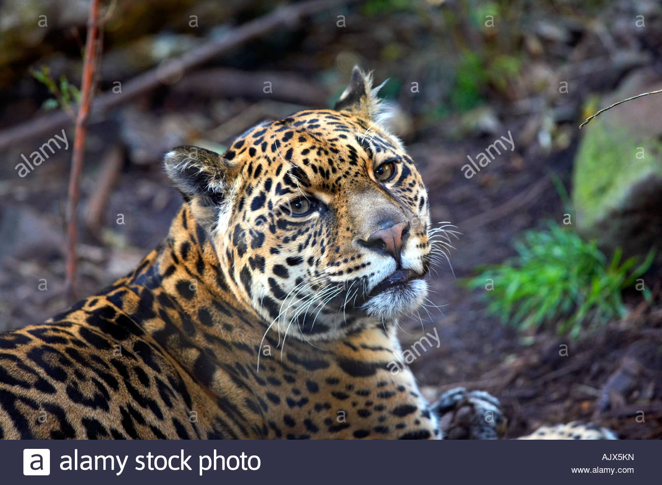Captive jaguar -Fotos und -Bildmaterial in hoher Auflösung – Alamy