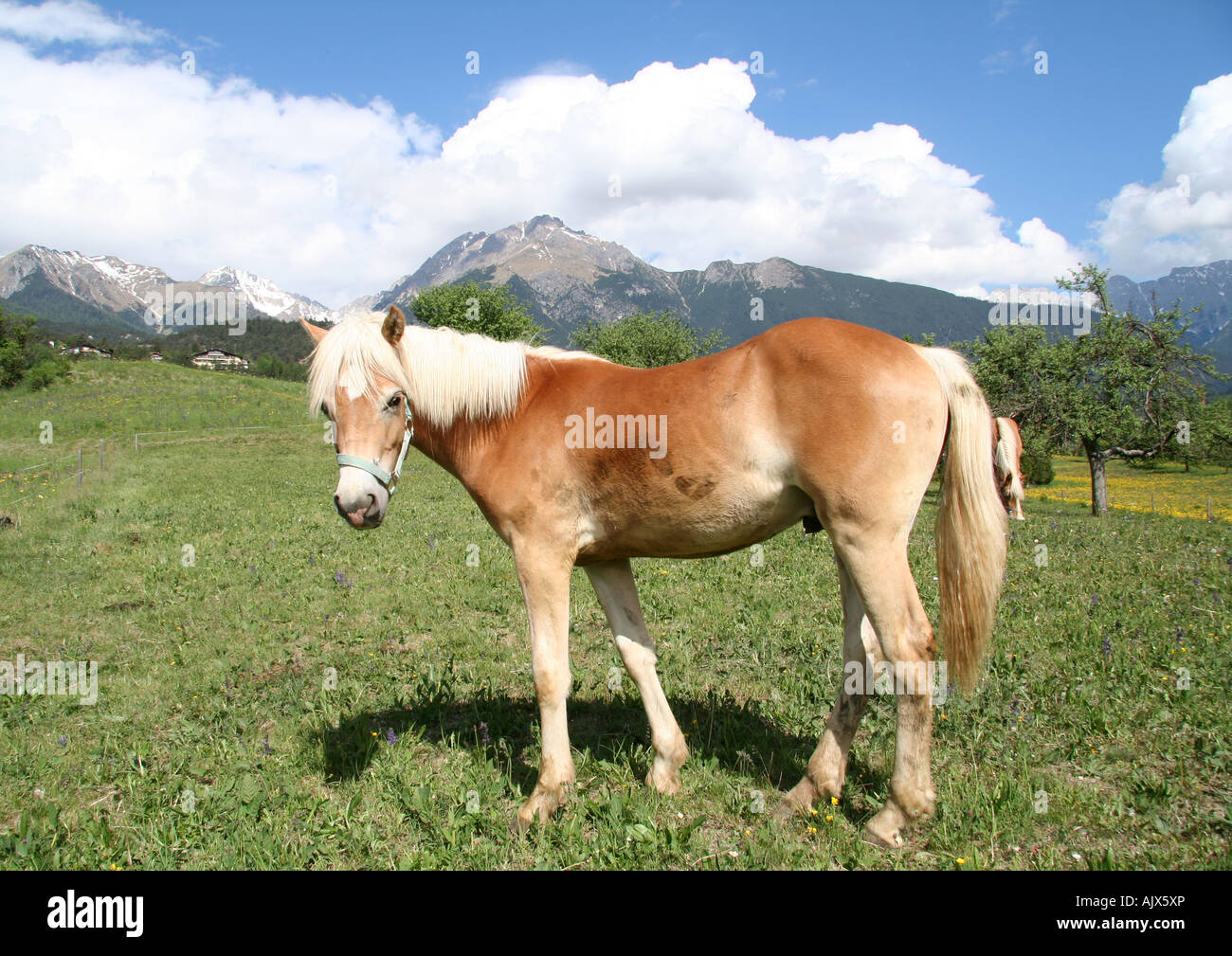 Haflinger pferde -Fotos und -Bildmaterial in hoher Auflösung – Alamy