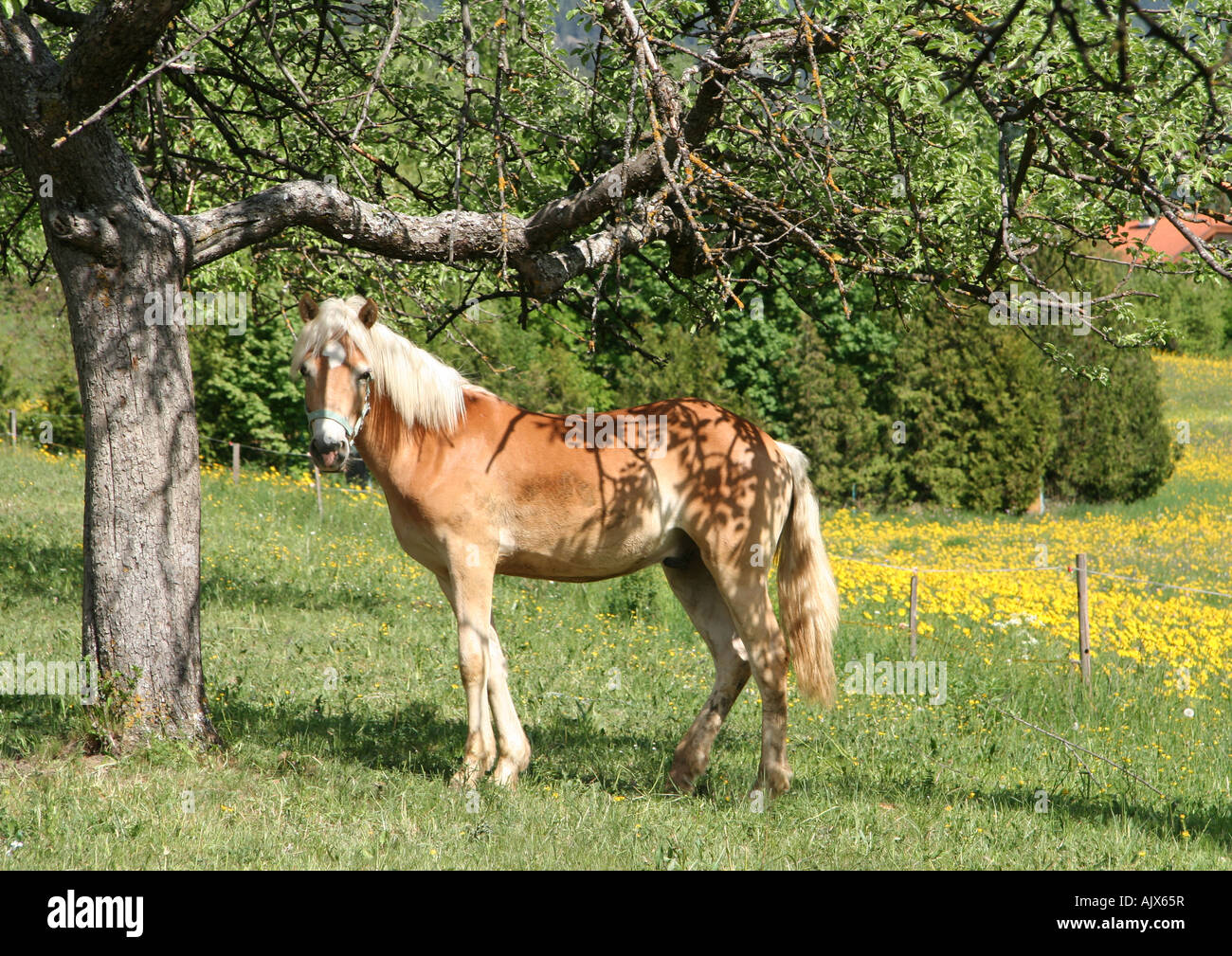 Haflinger Pferd in Imst Tirol Österreich Stockfotografie - Alamy