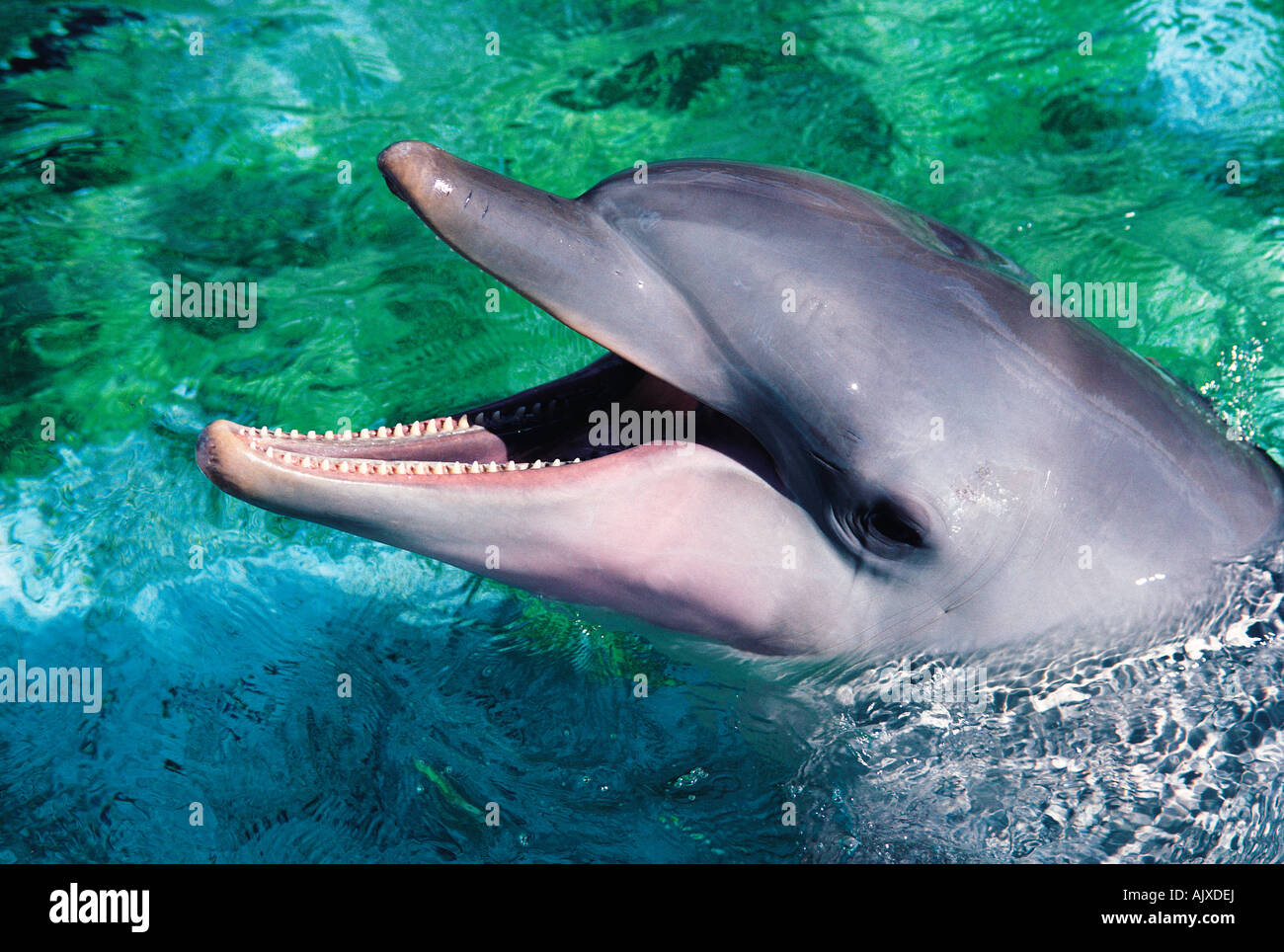 Tierwelt. Cetacea. Gemeiner Delfin. Nahaufnahme des Kopfes aus Wasser ...