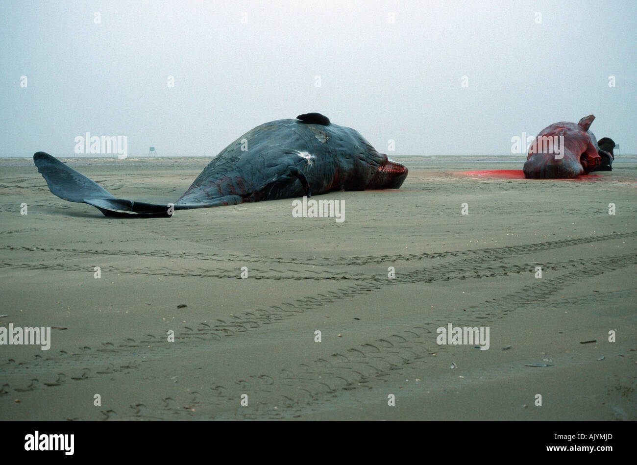 Tasche pottwale -Fotos und -Bildmaterial in hoher Auflösung – Alamy