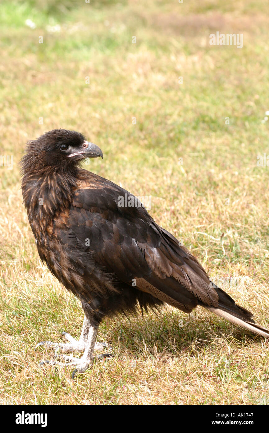 Gekerbter Caracara Vogel "Johnny Rook" lokal auf Kadaver Insel in den ...