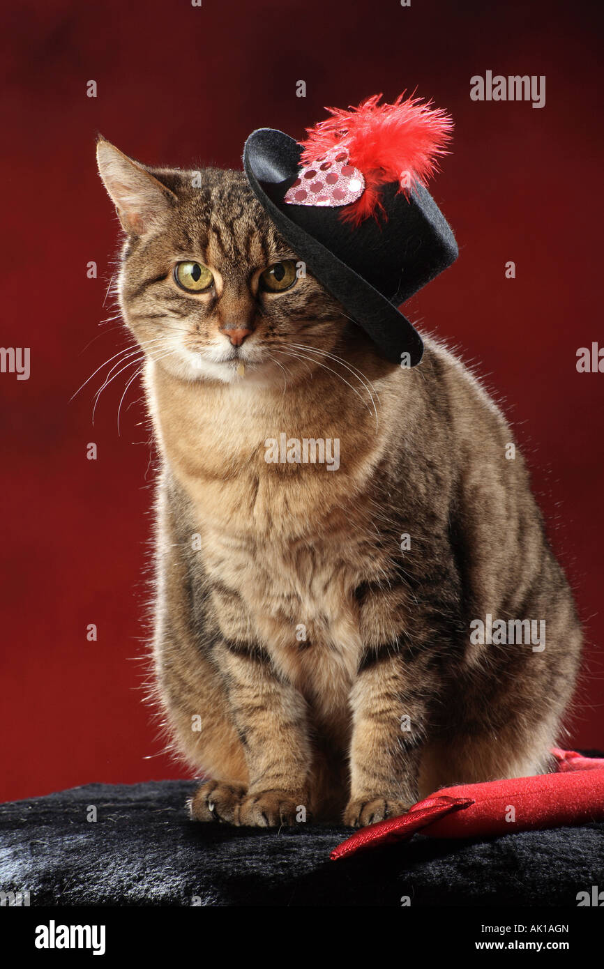 Federhut sitzt -Fotos und -Bildmaterial in hoher Auflösung – Alamy