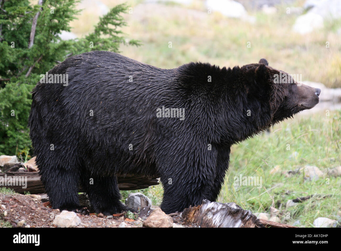 Male grizzly bear -Fotos und -Bildmaterial in hoher Auflösung – Alamy