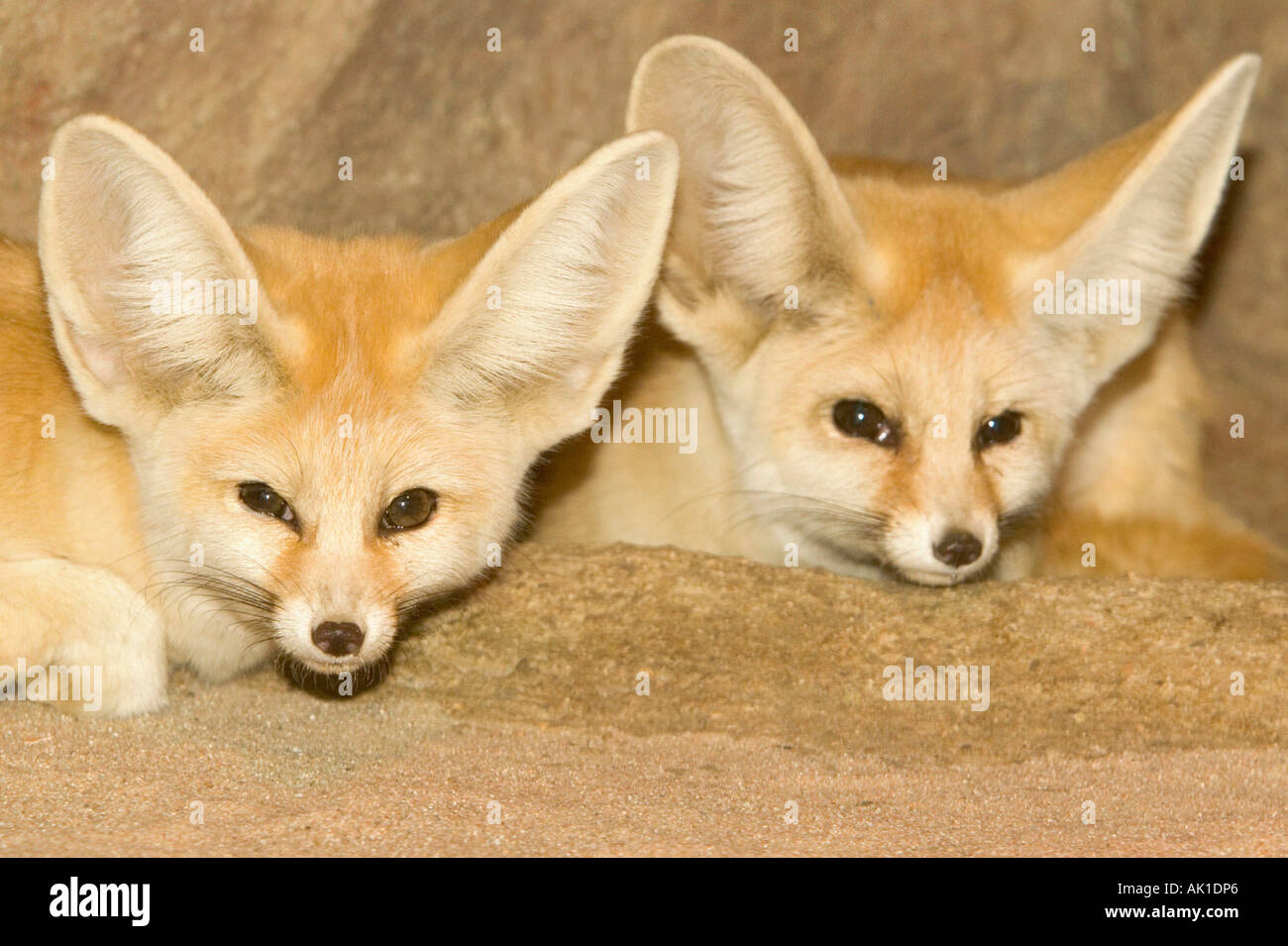 Fennec africa -Fotos und -Bildmaterial in hoher Auflösung – Alamy