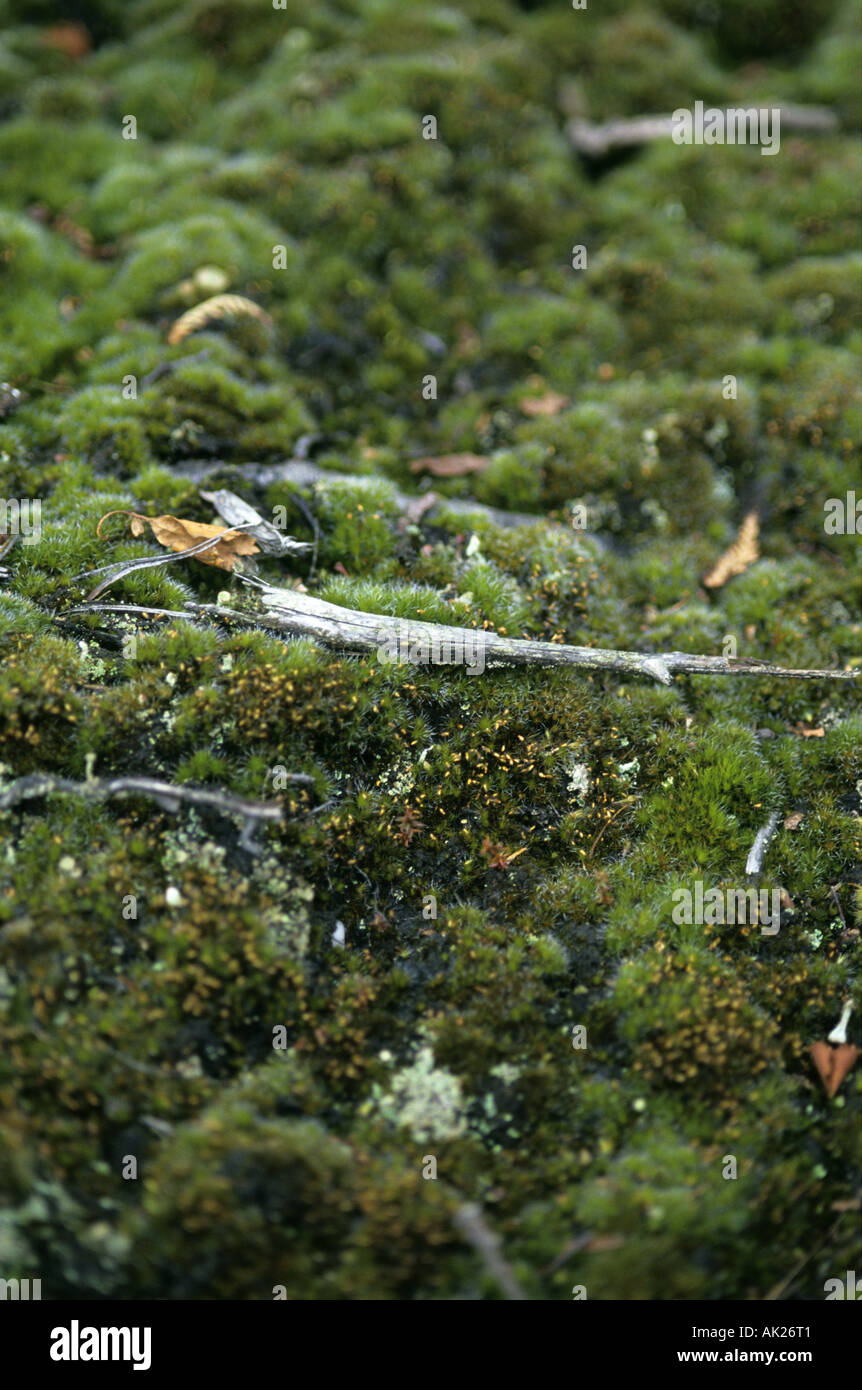 Torf sammeln -Fotos und -Bildmaterial in hoher Auflösung – Alamy