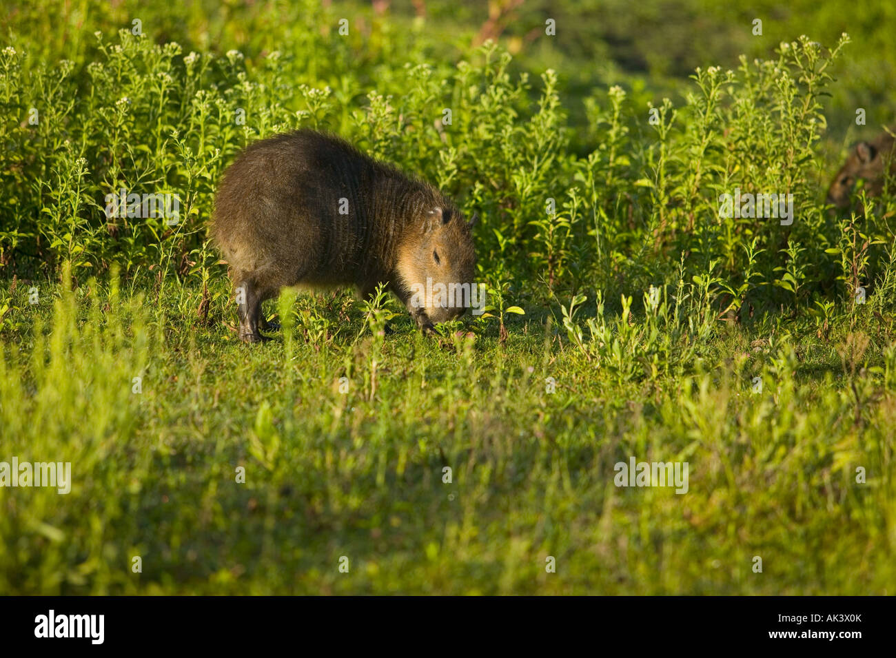 Juvenile capybara hydrochaeris hydrocoerus, Parque Nacional Santa ...