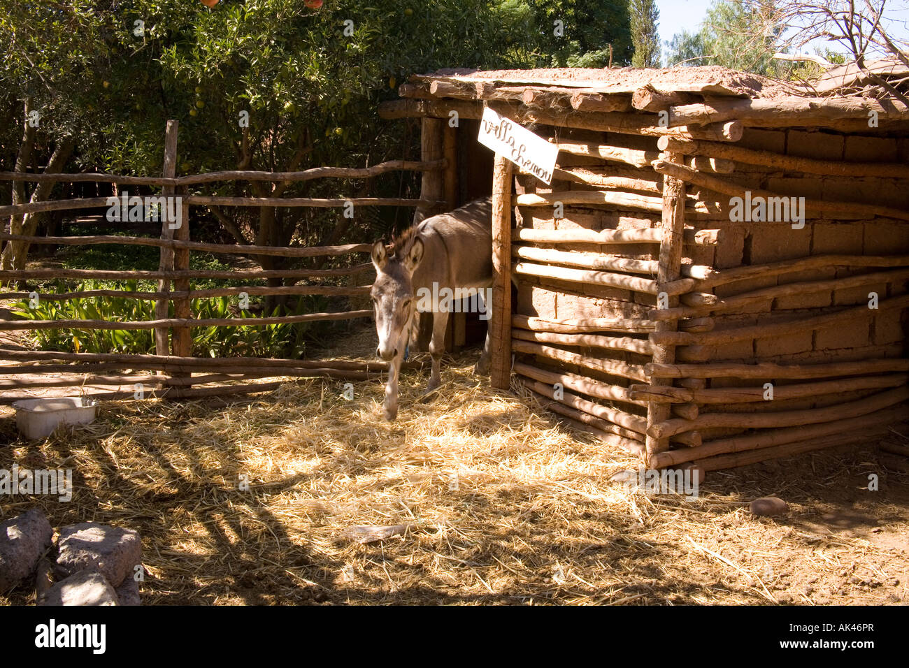 Esel in einem stall -Fotos und -Bildmaterial in hoher Auflösung – Alamy