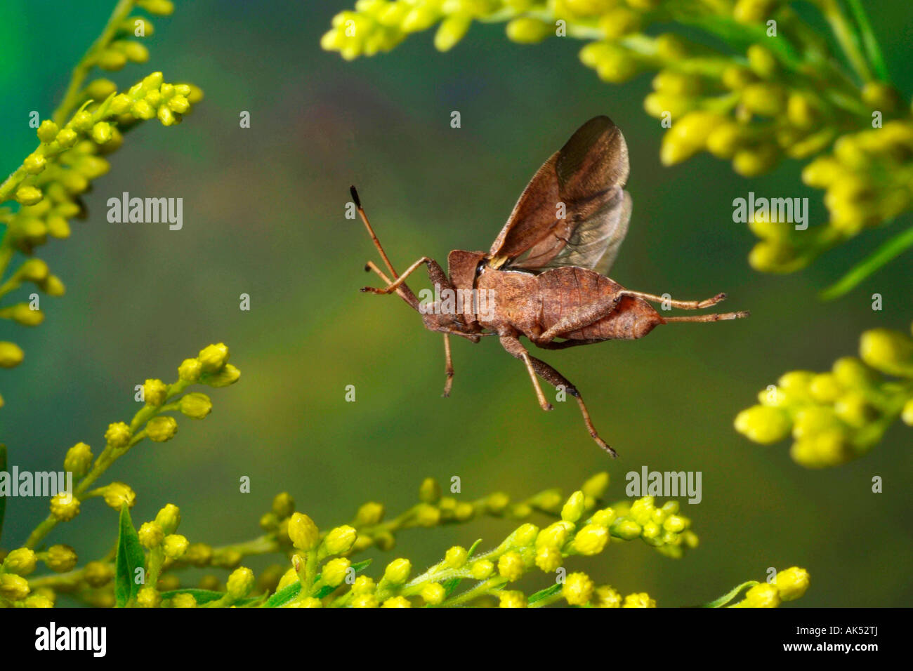 Coreid bugs -Fotos und -Bildmaterial in hoher Auflösung – Alamy