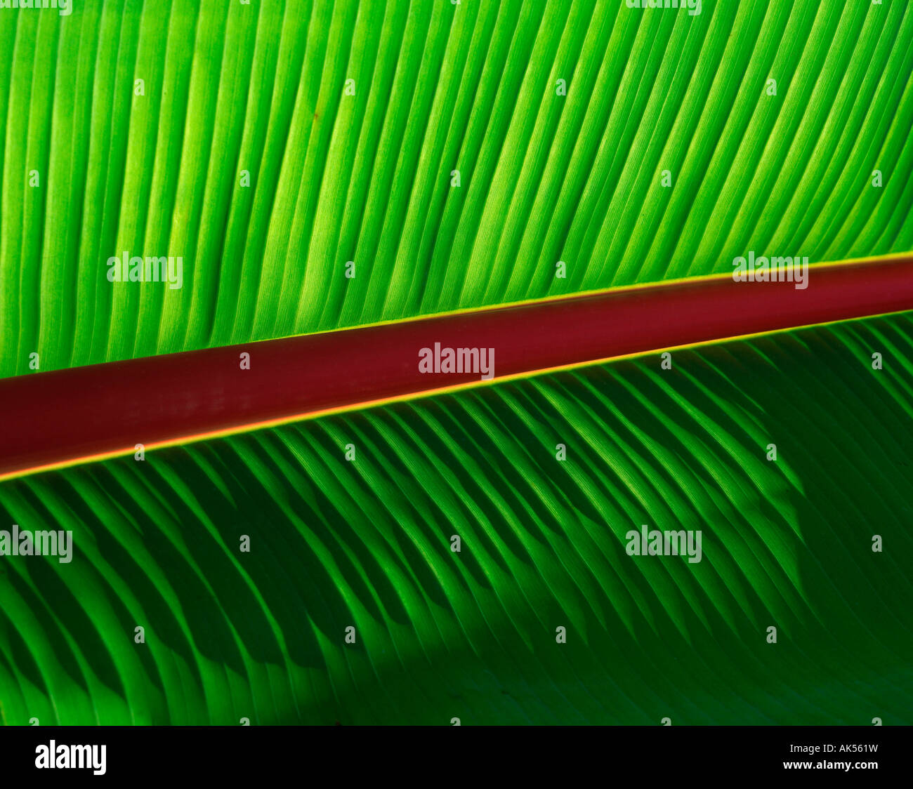 L blatt -Fotos und -Bildmaterial in hoher Auflösung – Alamy