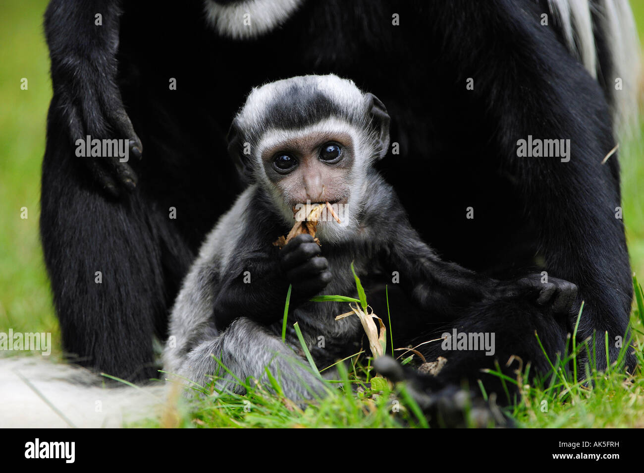 Affe schwarz weiss -Fotos und -Bildmaterial in hoher Auflösung – Alamy