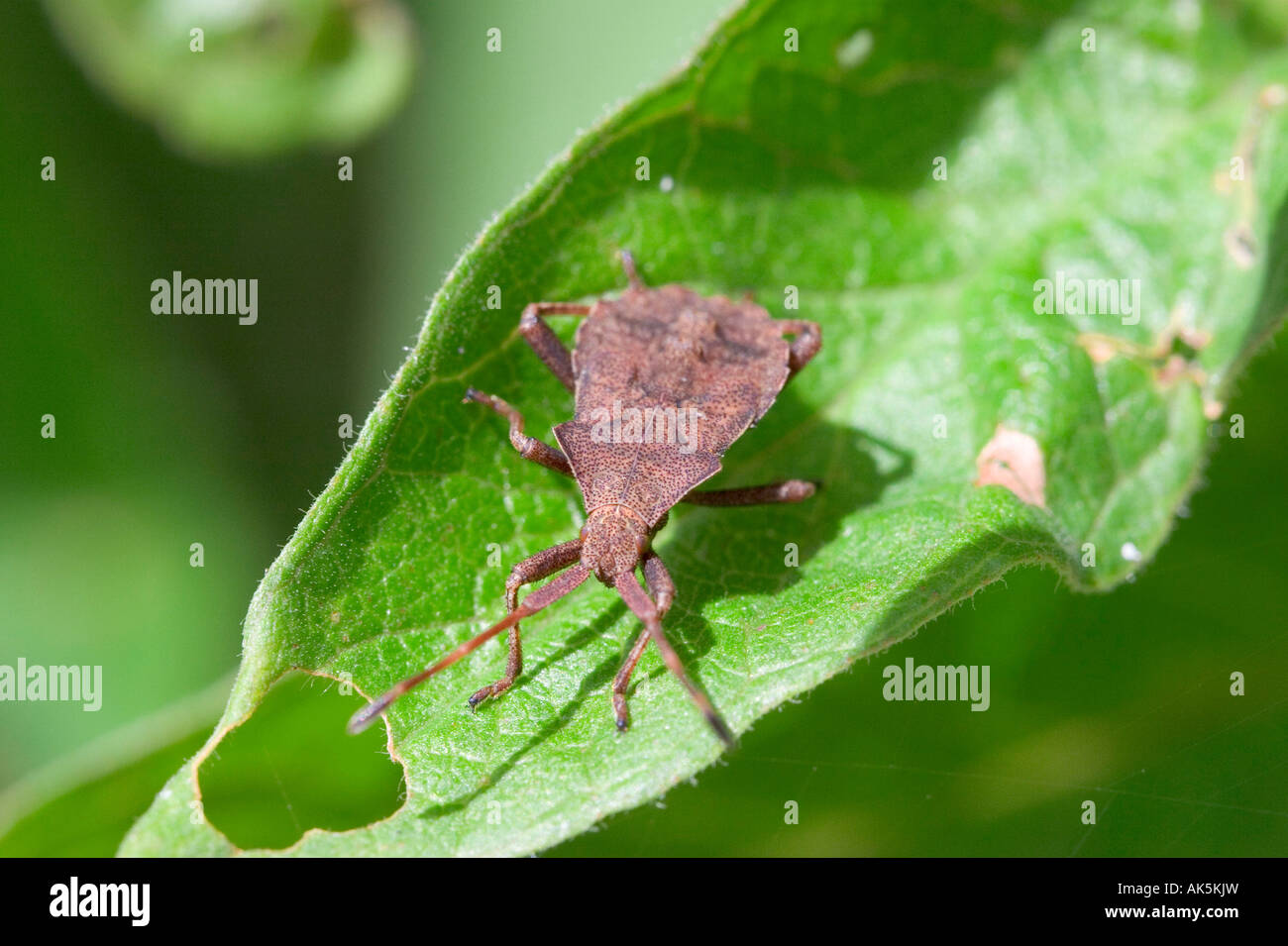 Coreid bugs -Fotos und -Bildmaterial in hoher Auflösung – Alamy
