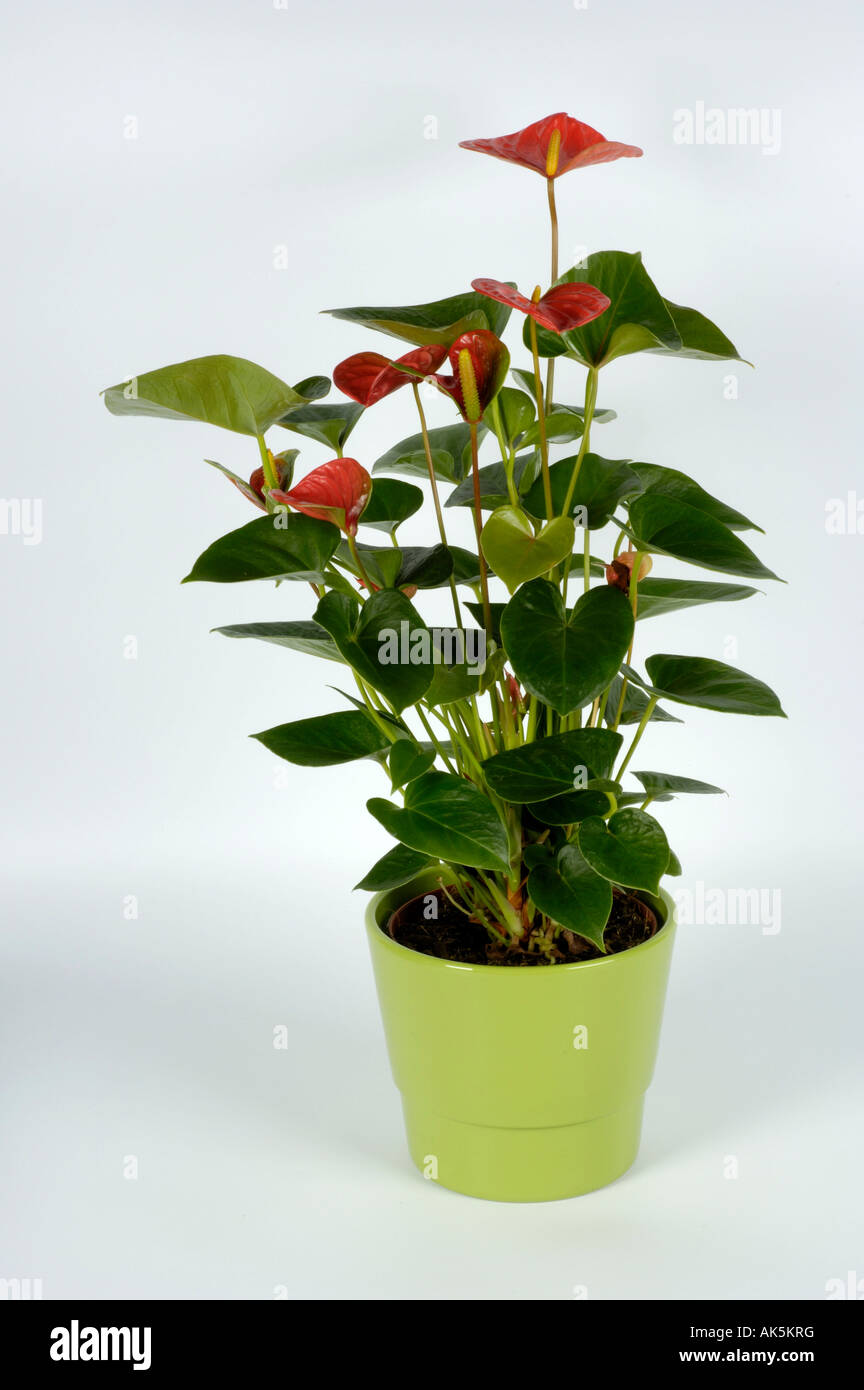 Anthurium spec -Fotos und -Bildmaterial in hoher Auflösung – Alamy