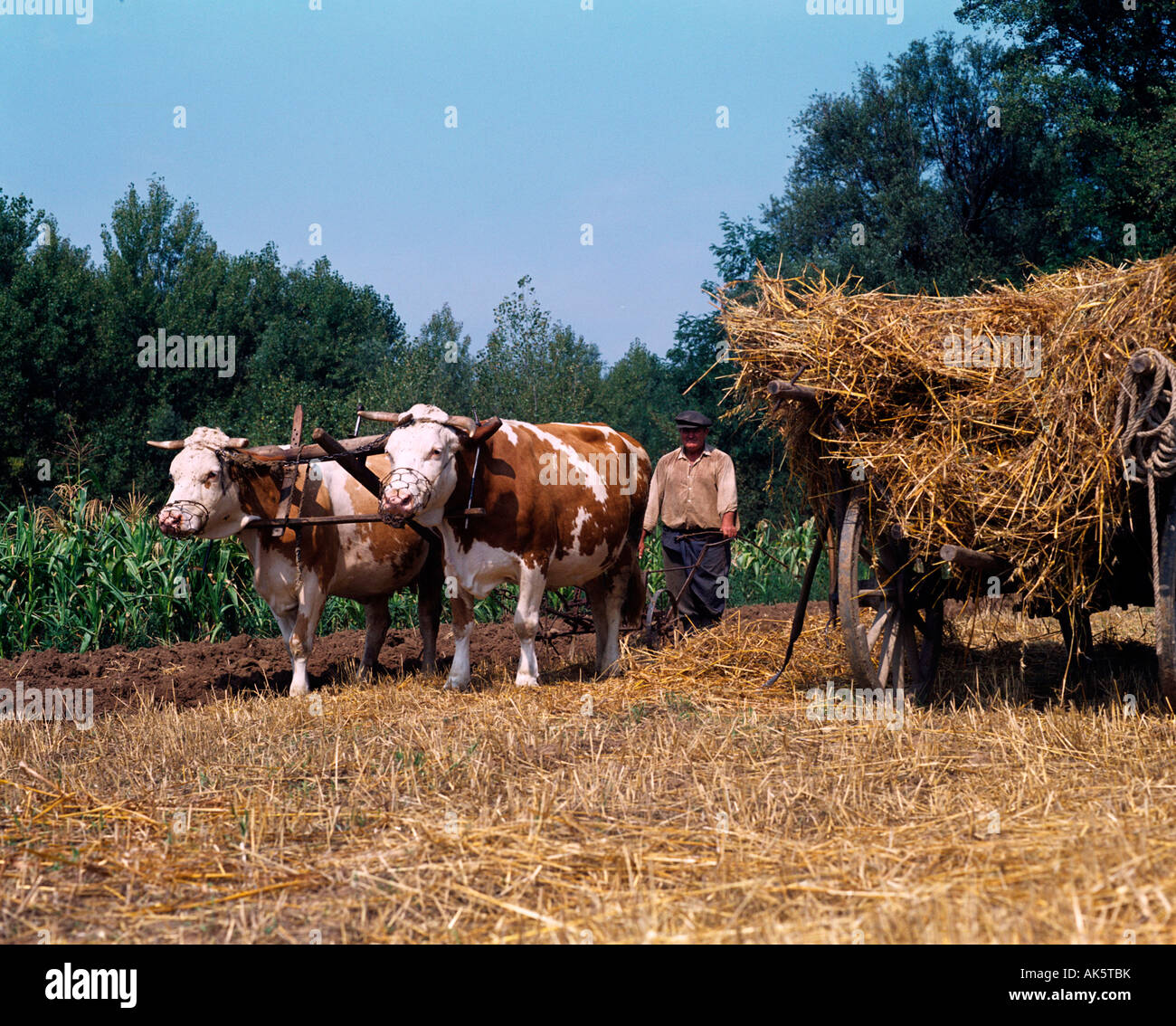 Arbeiten mit ochsen -Fotos und -Bildmaterial in hoher Auflösung – Alamy
