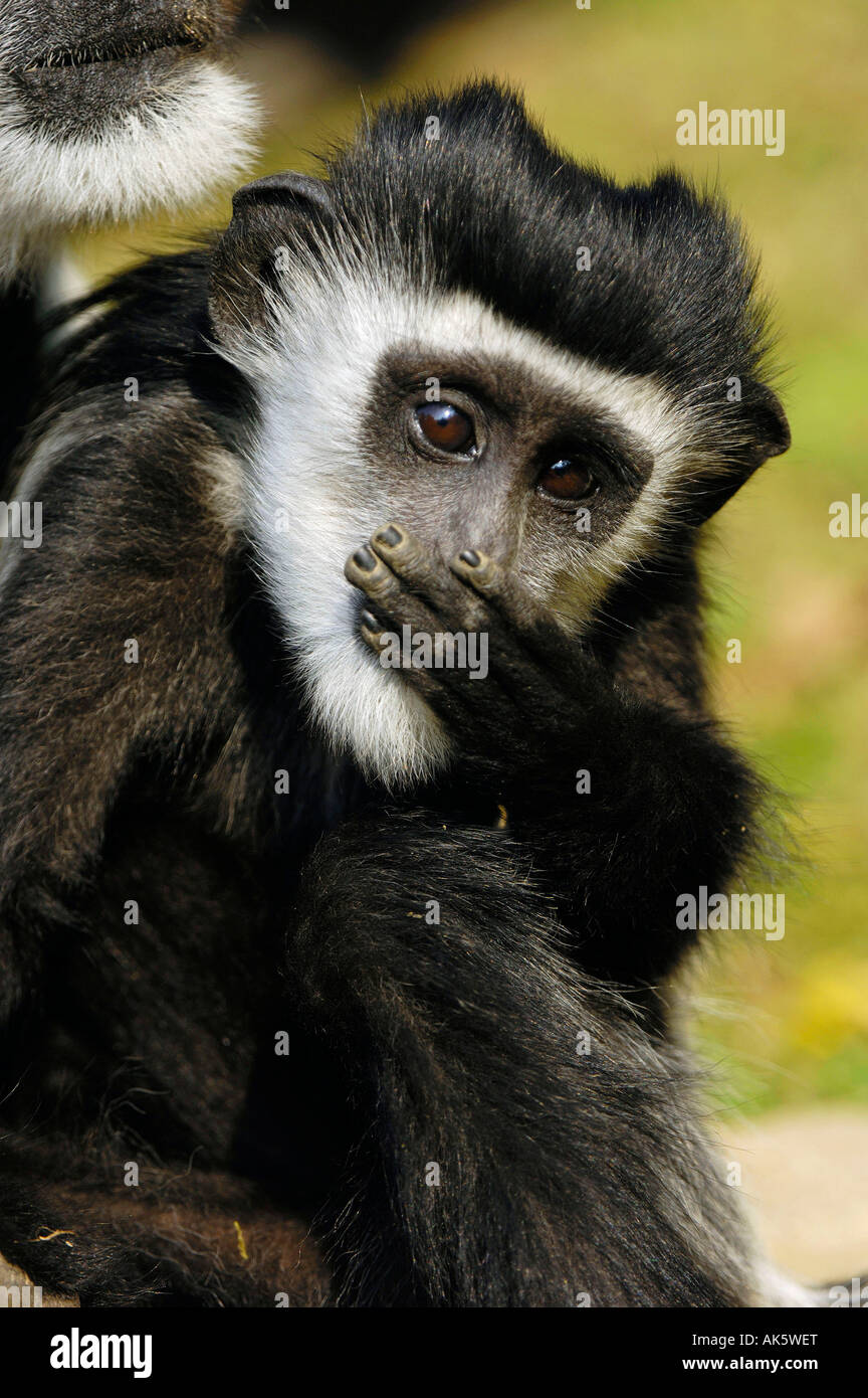 Affe schwarz weiss -Fotos und -Bildmaterial in hoher Auflösung – Alamy