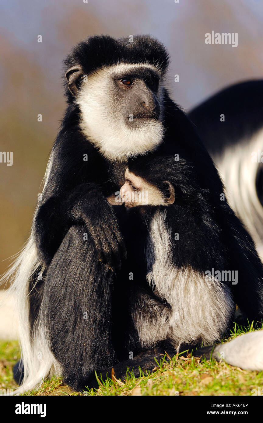 Affe schwarz weiss -Fotos und -Bildmaterial in hoher Auflösung – Alamy