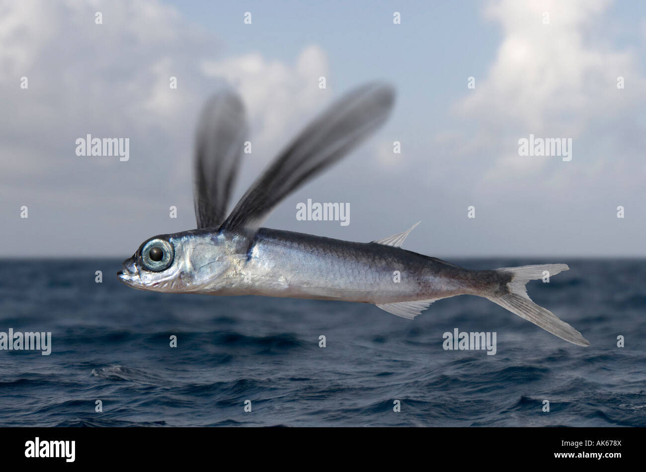 Der fliegende fisch -Fotos und -Bildmaterial in hoher Auflösung – Alamy
