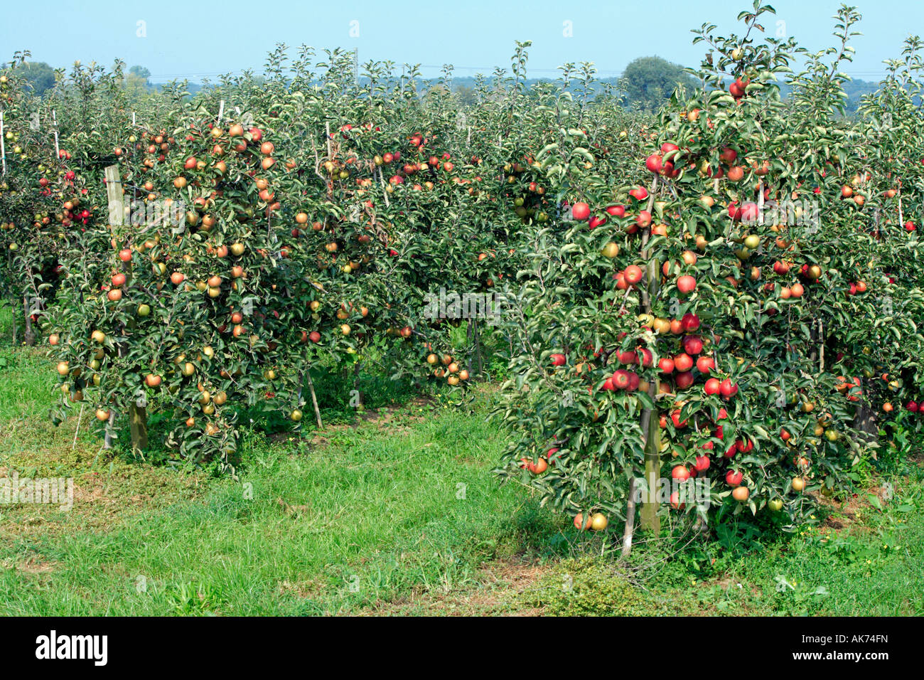 Baum und plantage -Fotos und -Bildmaterial in hoher Auflösung - Seite 2 ...