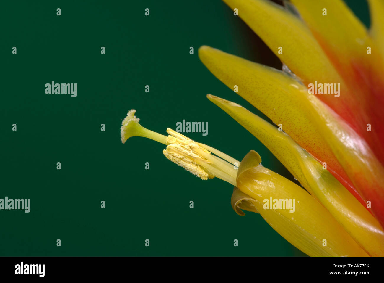 Brennendes schwert -Fotos und -Bildmaterial in hoher Auflösung – Alamy
