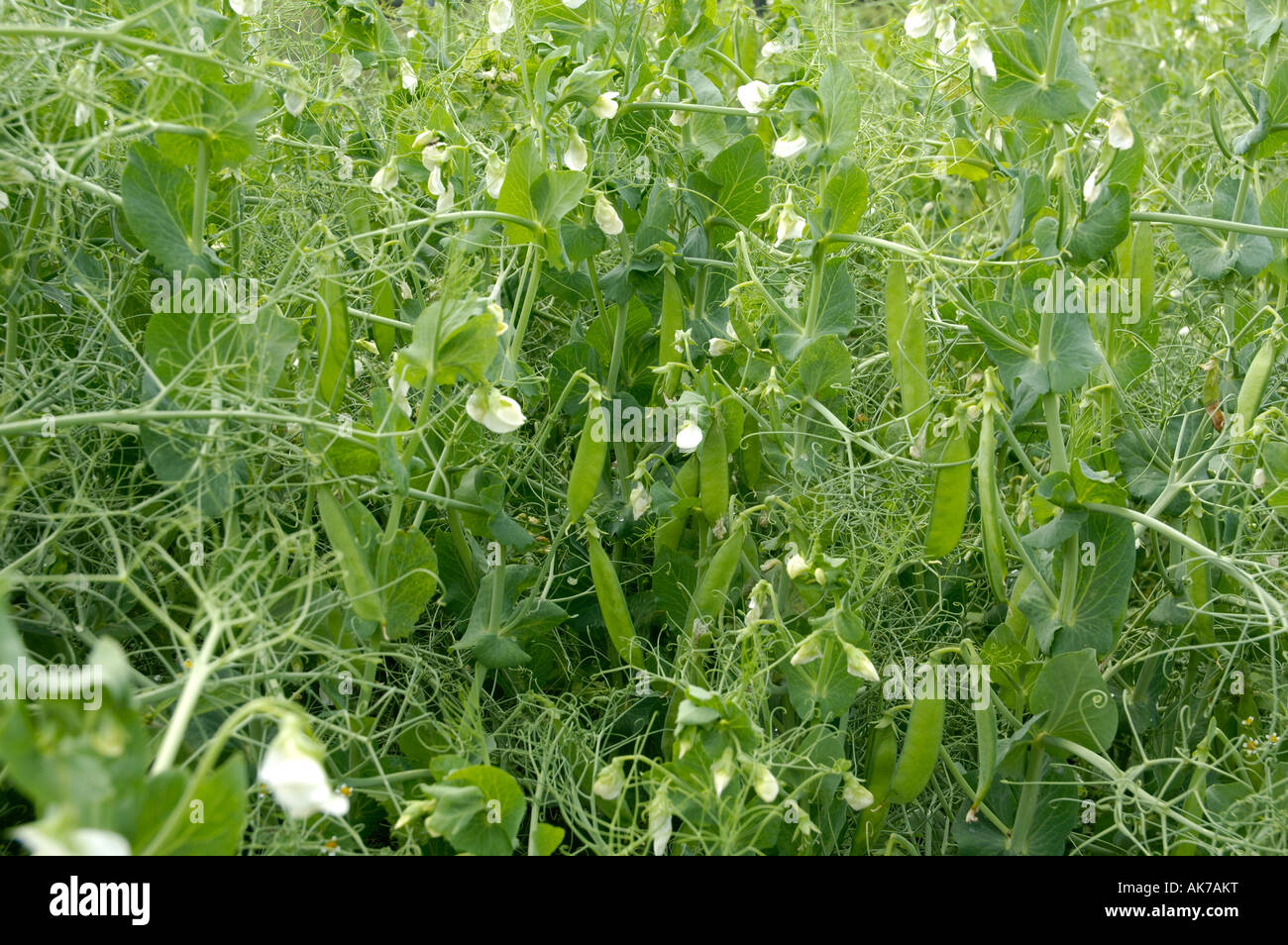 Pisum sativum arvense -Fotos und -Bildmaterial in hoher Auflösung – Alamy