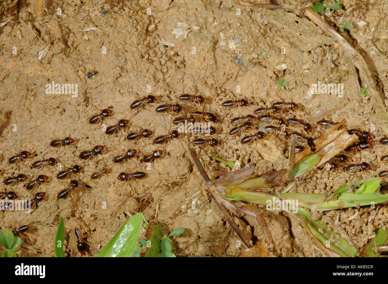 Termites in rainforest -Fotos und -Bildmaterial in hoher Auflösung – Alamy