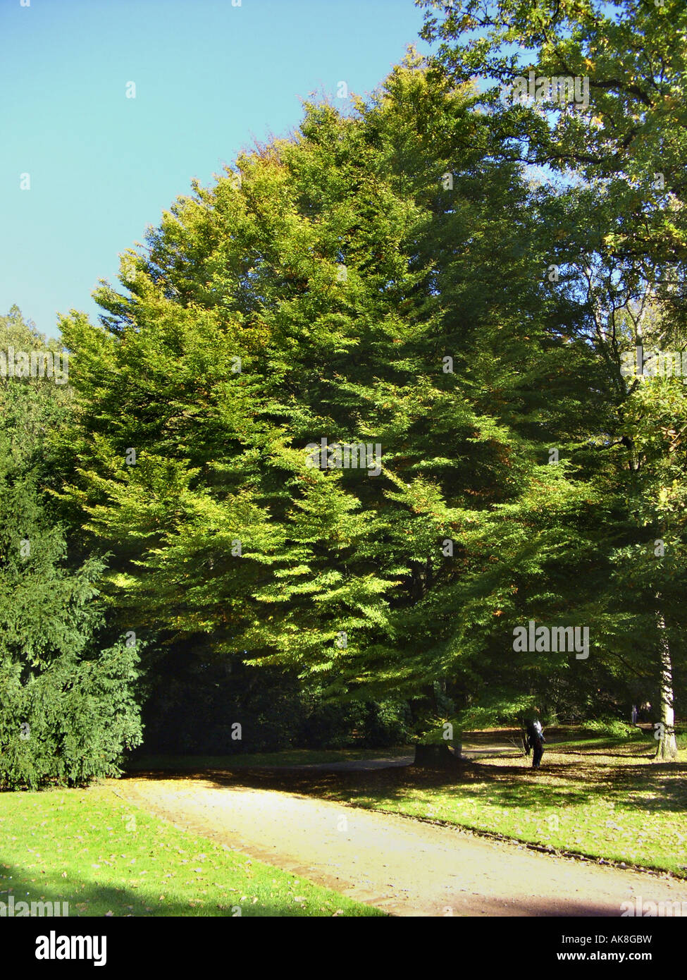 Rotbuche (Fagus Sylvatica 'Aspleniifolia', Fagus Sylvatica ...