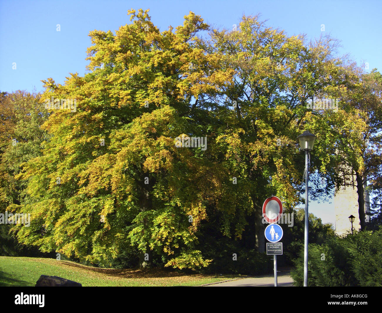 Rotbuche (Fagus Sylvatica), einziger Baum in einem park Stockfotografie ...