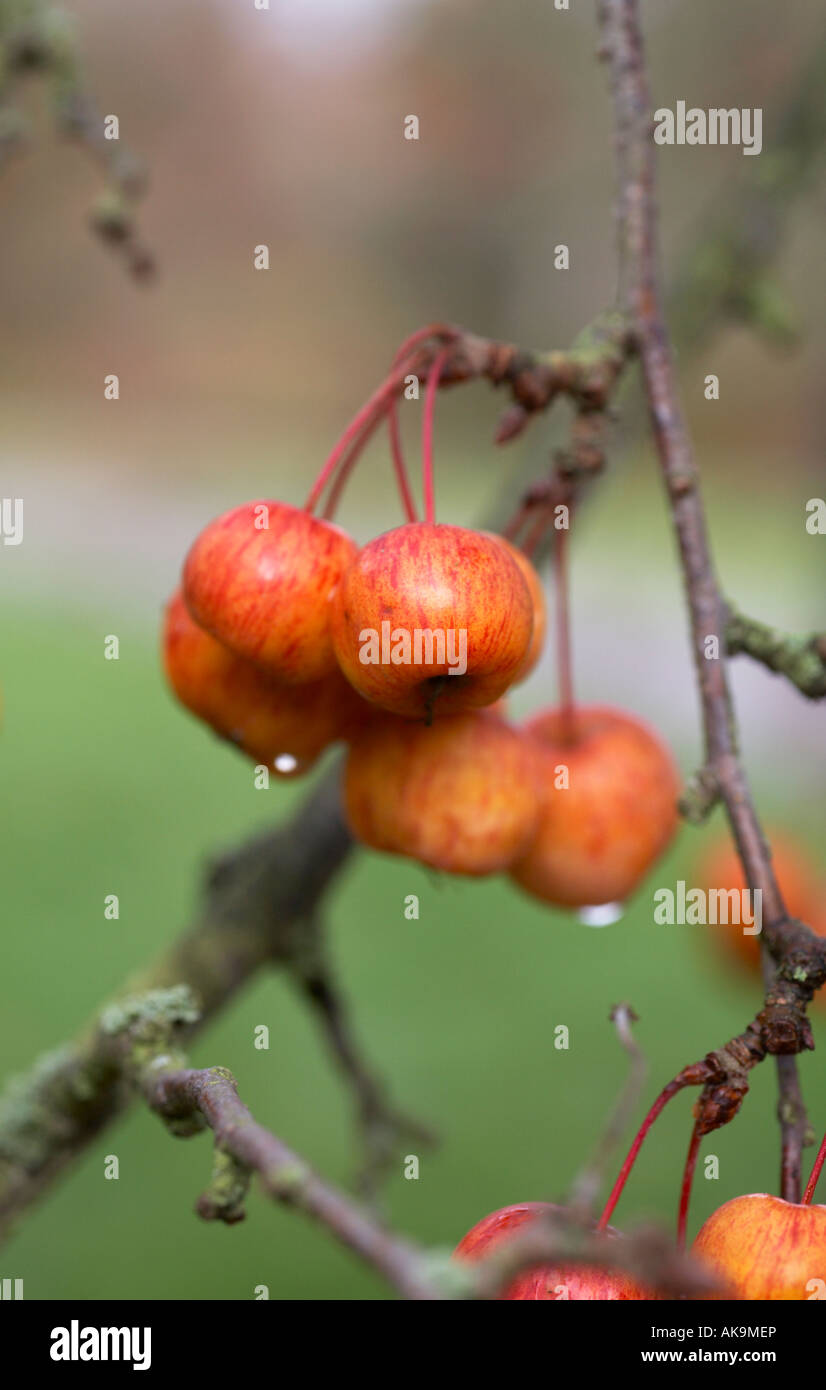 Malus evereste crabapple -Fotos und -Bildmaterial in hoher Auflösung ...