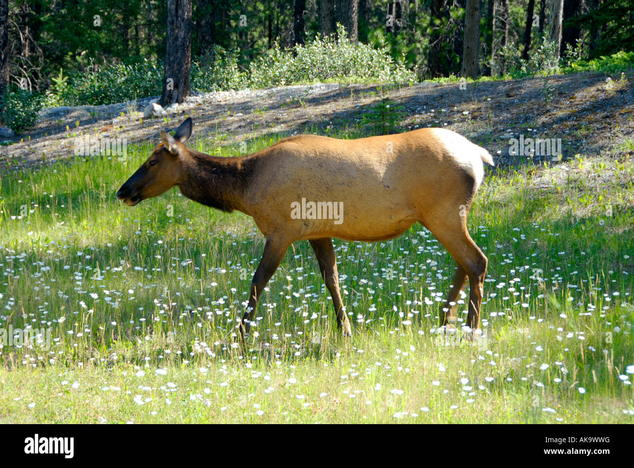 Weibliche Elche in Banff Alberta Kanada kanadischen Rockies kanadischen ...