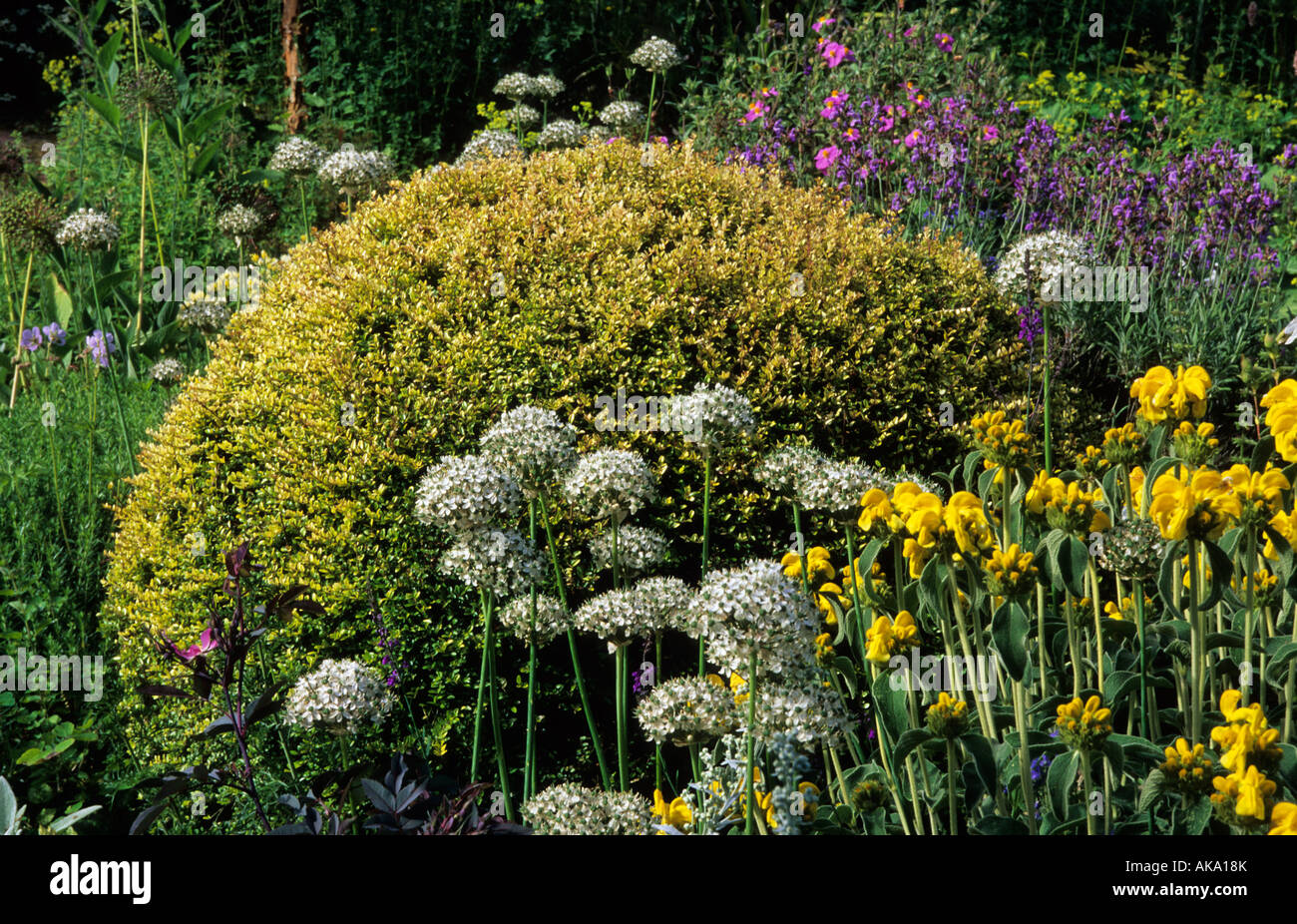Lonicera Nitida "Baggescens Gold" topiary Kugel Stockfotografie - Alamy