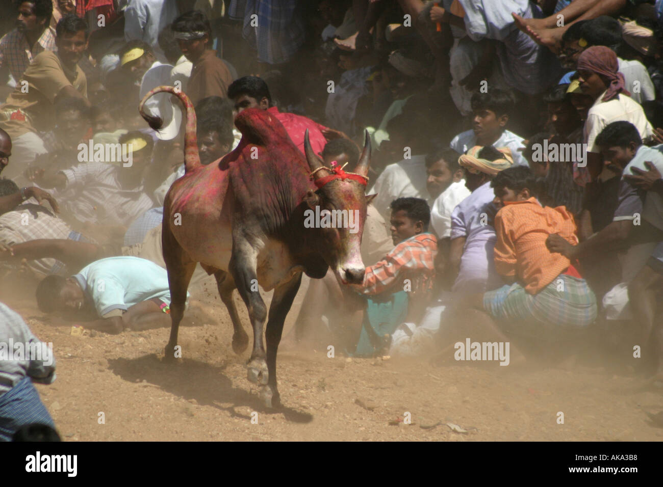 Pongol festival -Fotos und -Bildmaterial in hoher Auflösung – Alamy