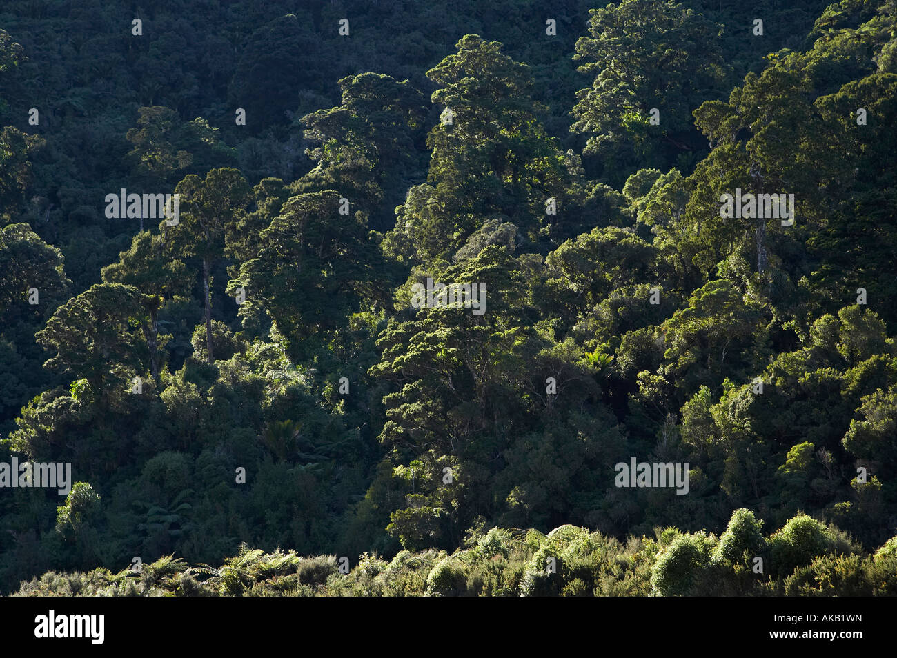 Native Forest von Punakaiki River Paparoa Nationalpark Westküste ...
