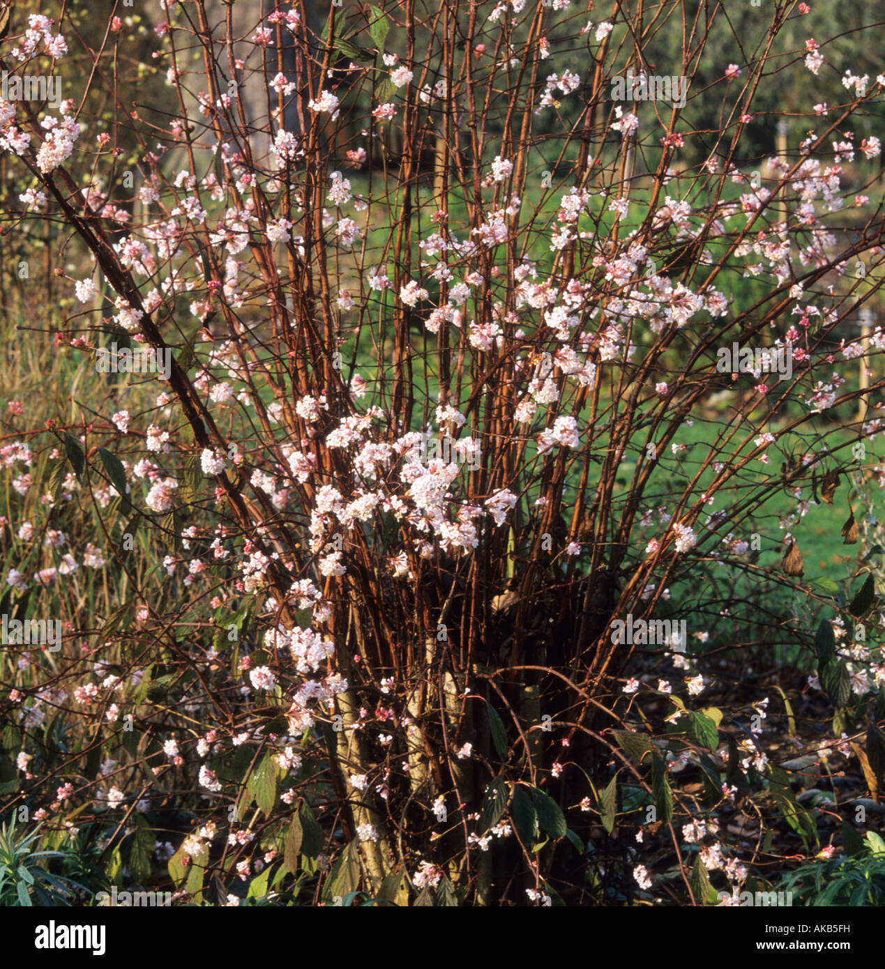 Fragrant viburnum viburnum farreri -Fotos und -Bildmaterial in hoher ...