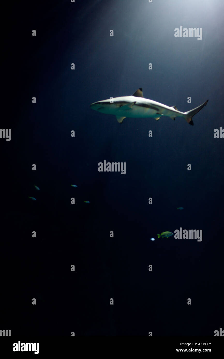 Graue Riffhaie (Carcharhinus Amblyrhynchus) schwimmt in den Tropen ...