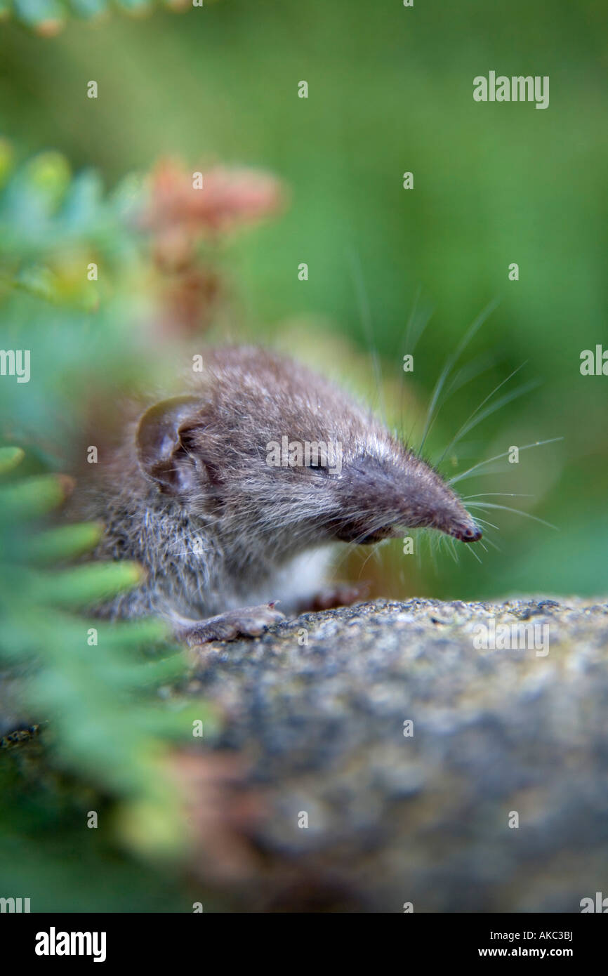 Geringere spitzmaus -Fotos und -Bildmaterial in hoher Auflösung – Alamy