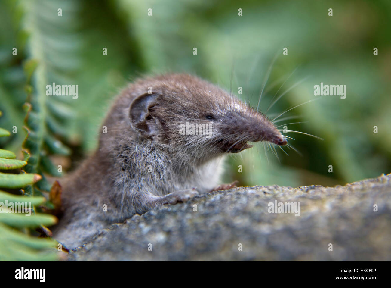 Geringere spitzmaus -Fotos und -Bildmaterial in hoher Auflösung – Alamy