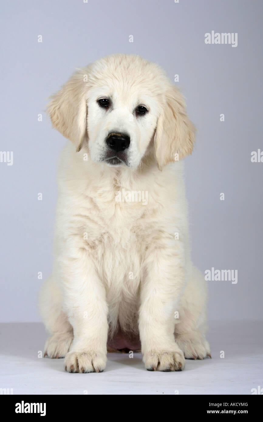 Single golden retriever puppy -Fotos und -Bildmaterial in hoher ...
