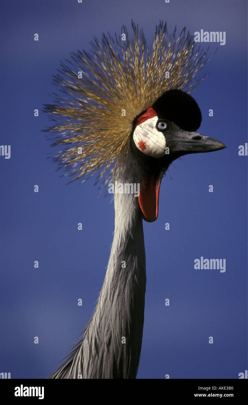 Kranichvogel mit langem schnabel -Fotos und -Bildmaterial in hoher ...