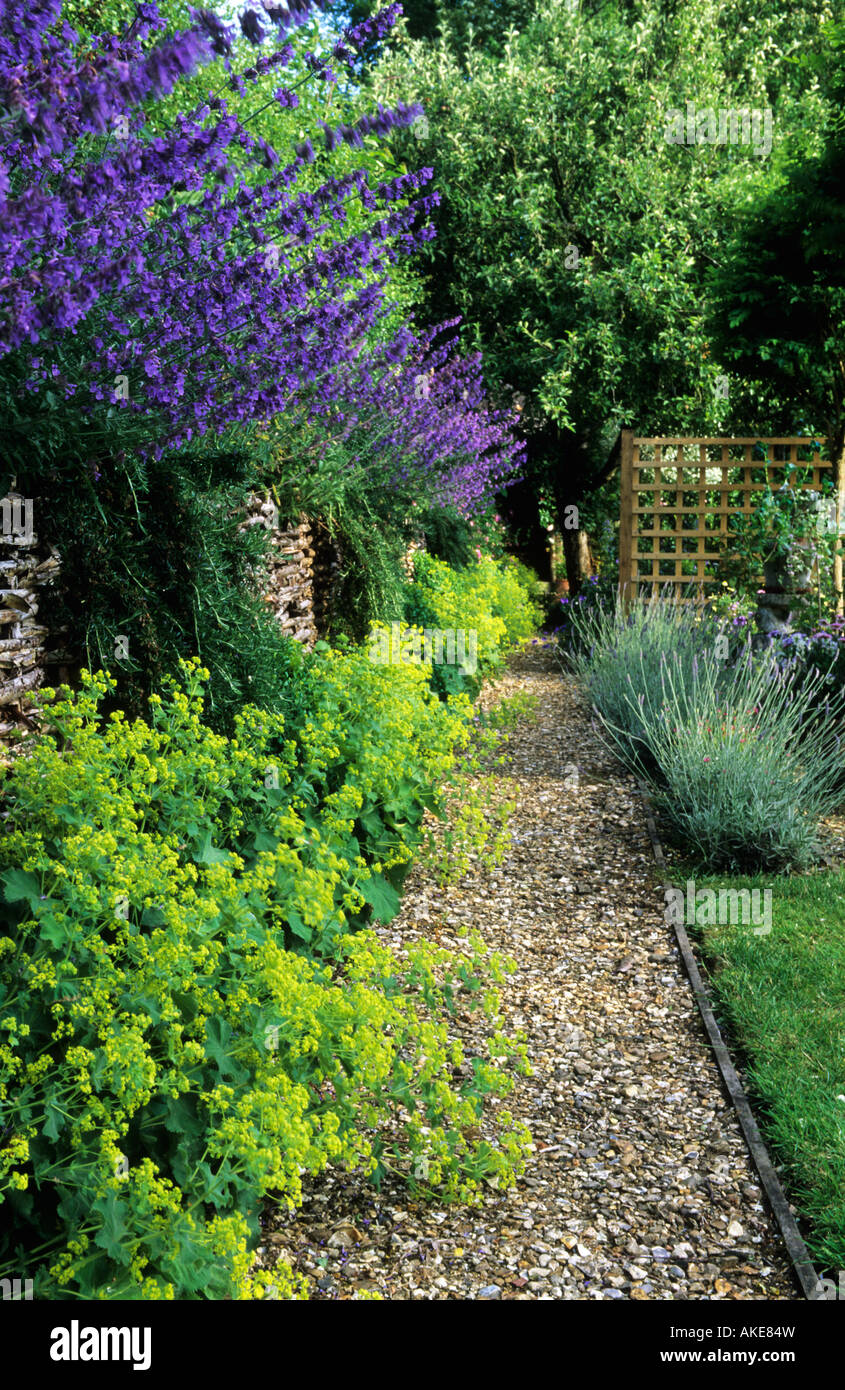 Milkwell Wiltshire Kies Weg trocken Steinmauer Nepeta und Alchemilla ...