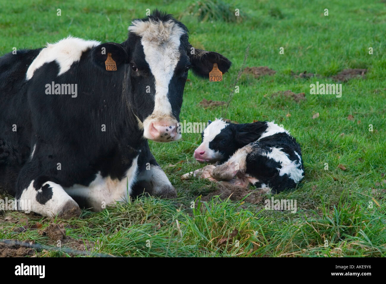 Neugeborenes Kalb Stockfotos und -bilder Kaufen - Alamy