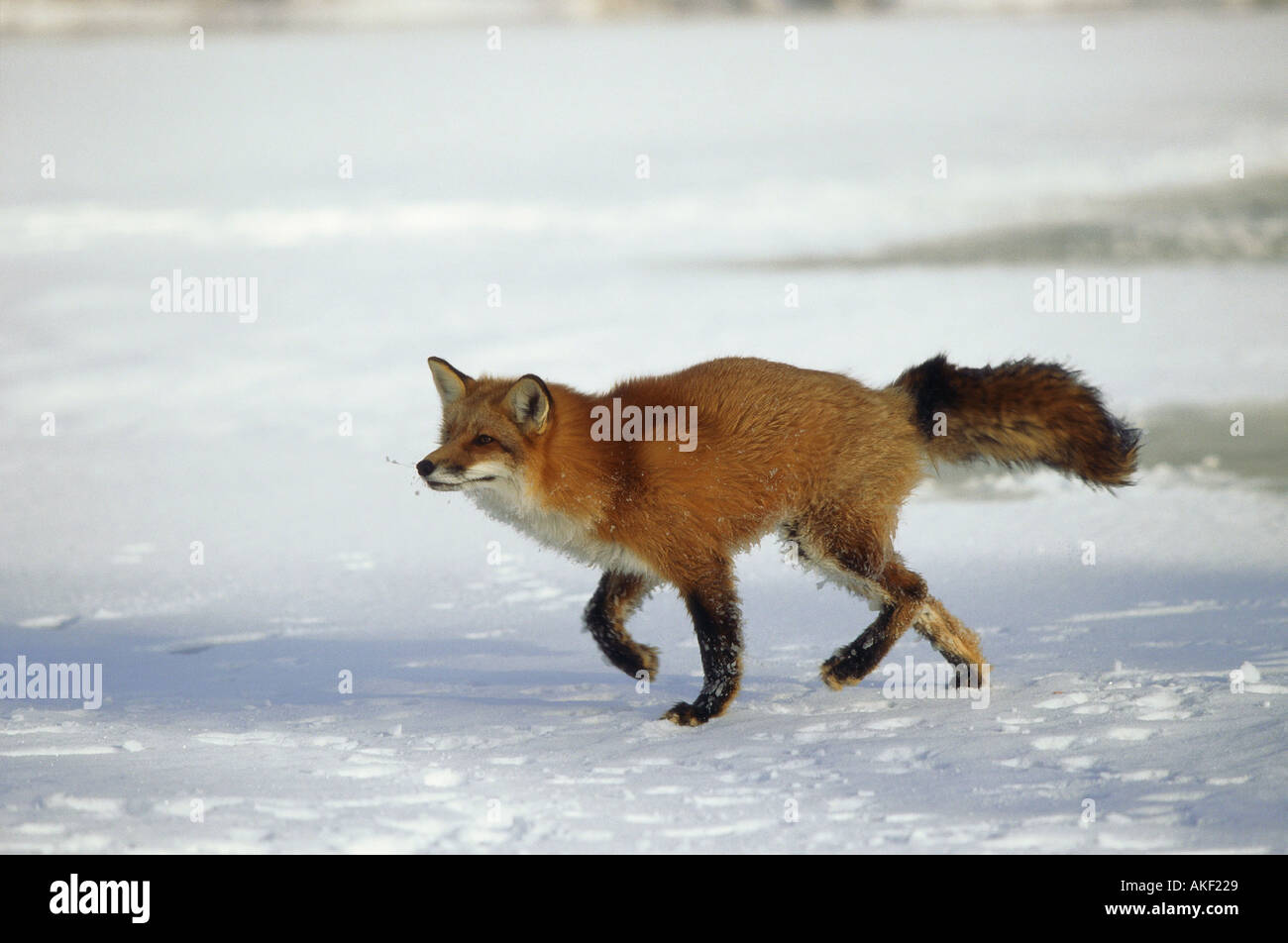 Fuchs rotfuchs in der wintersaison -Fotos und -Bildmaterial in hoher ...
