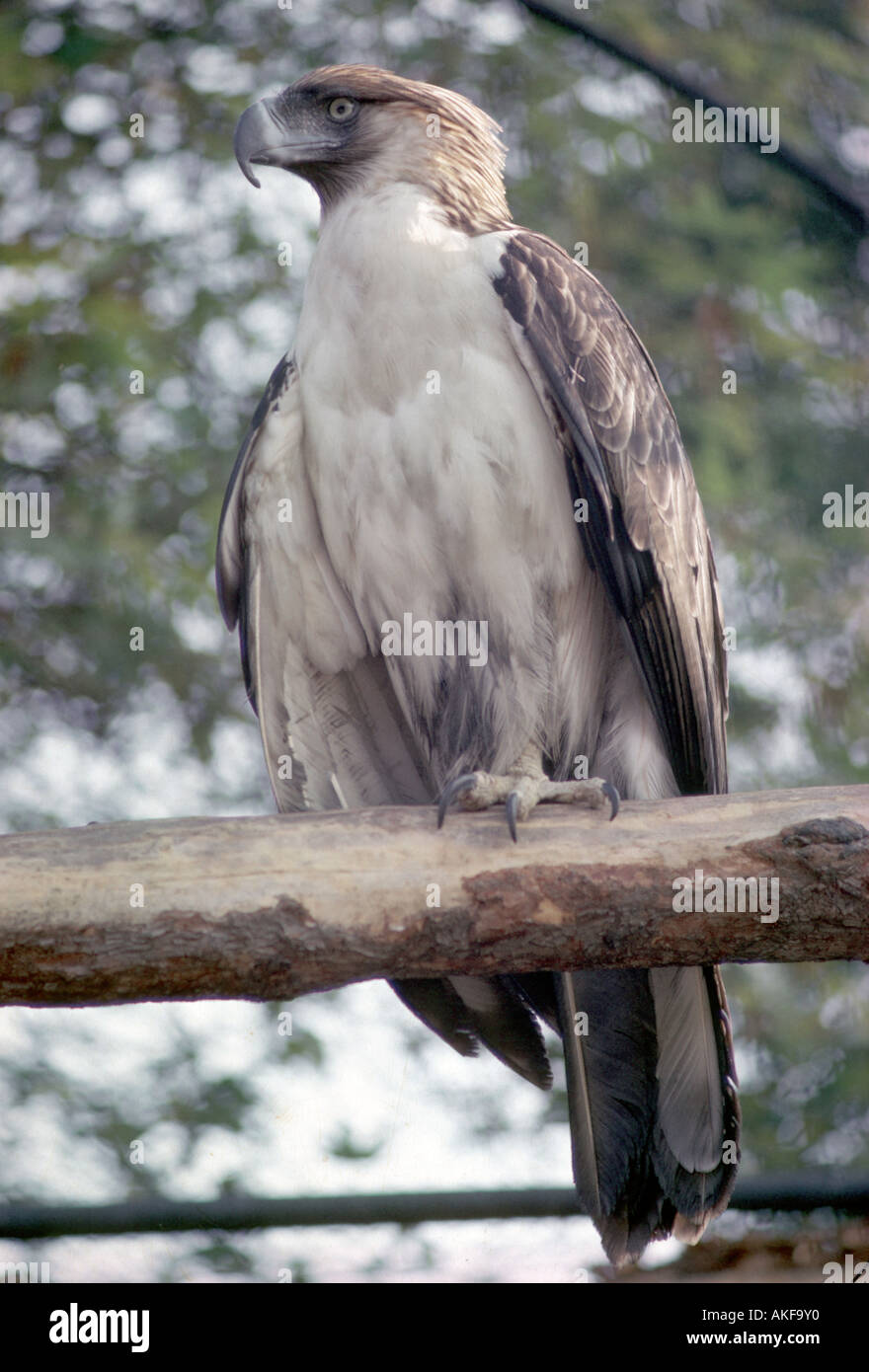 Affe essender adler -Fotos und -Bildmaterial in hoher Auflösung – Alamy