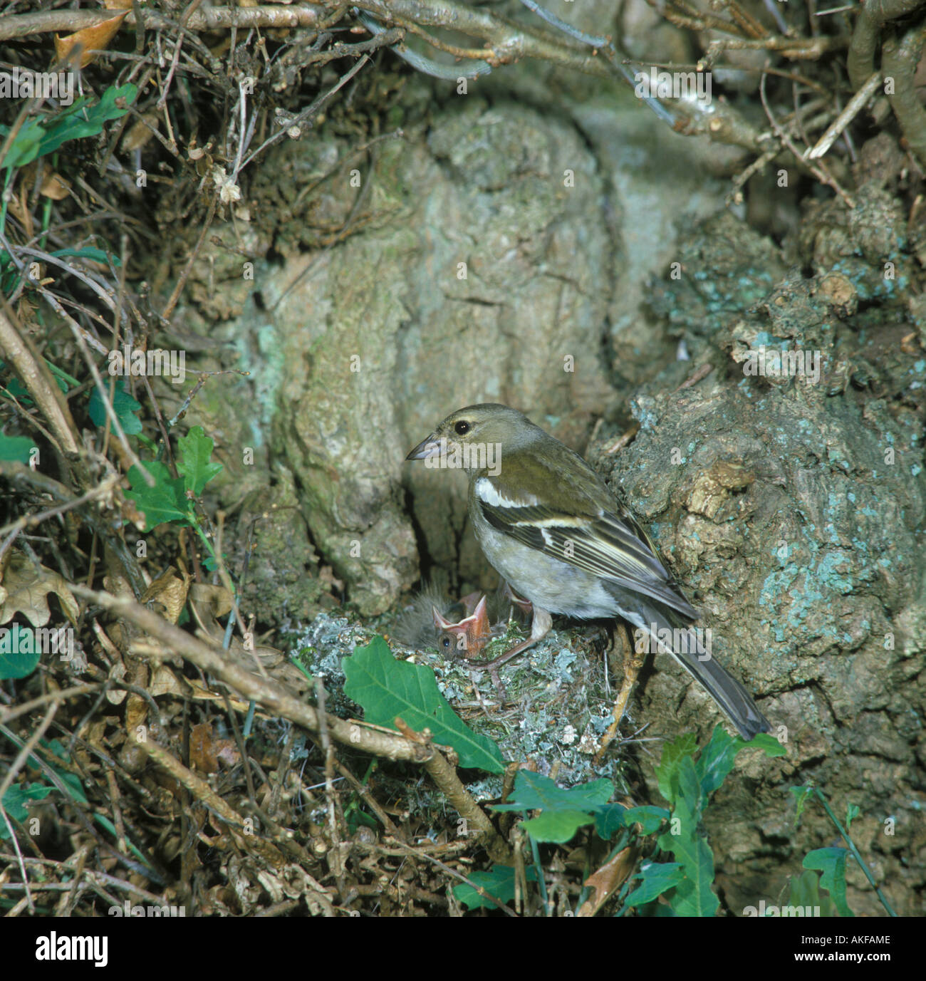 Female chaffinch fringilla coelebs nest -Fotos und -Bildmaterial in ...