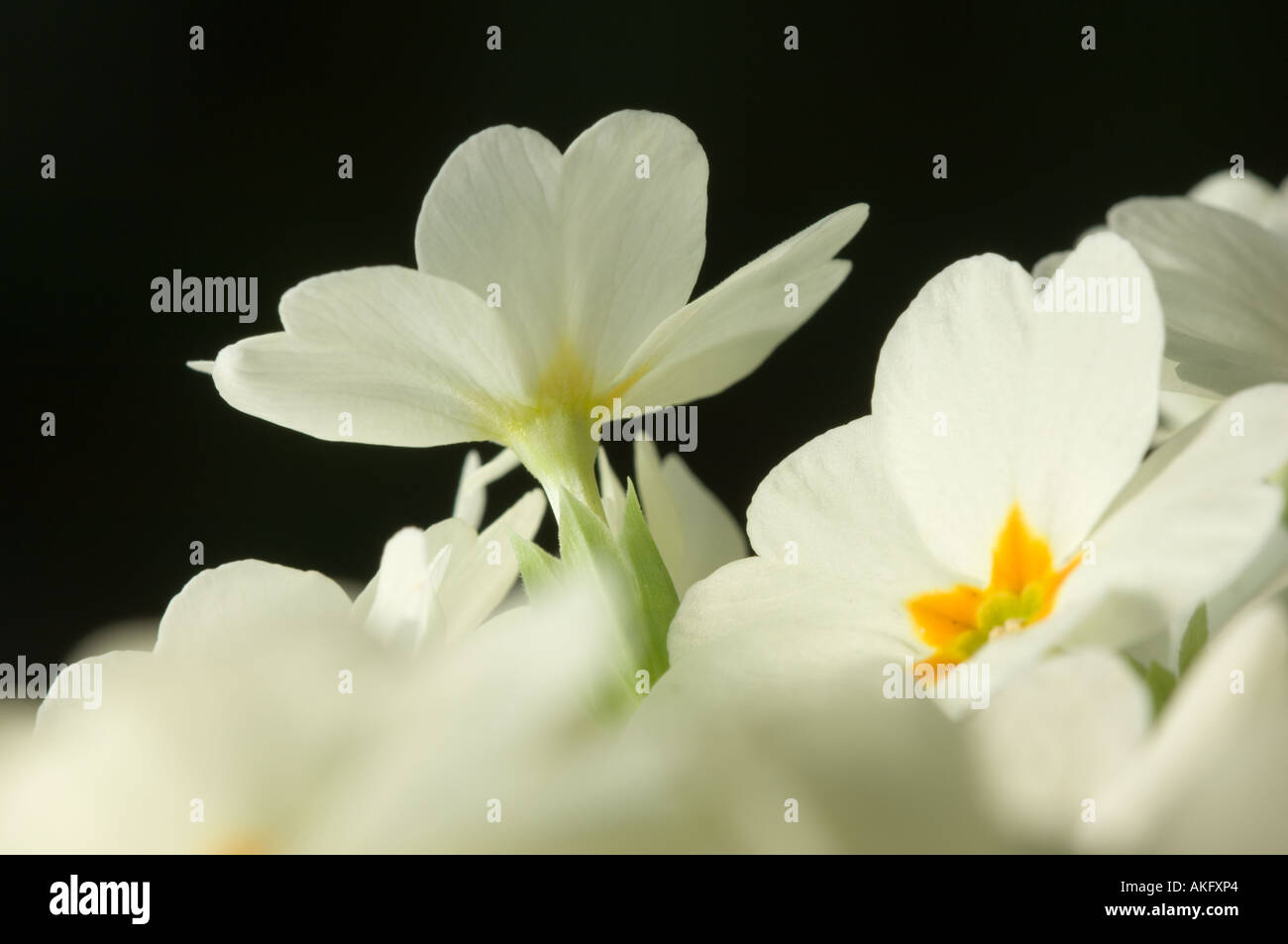 Angus primrose -Fotos und -Bildmaterial in hoher Auflösung – Alamy